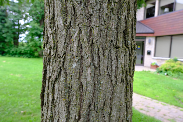 Bur Oak : Arboretum : Raisin Region Conservation Authority